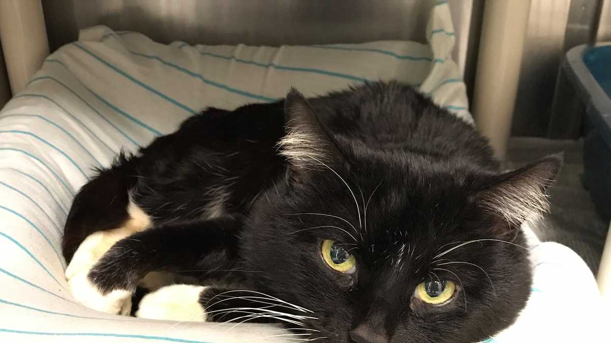 These adorable pets need new homes!