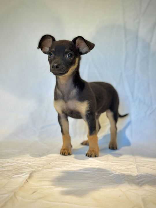 Adoptable pets at Halifax Humane Society