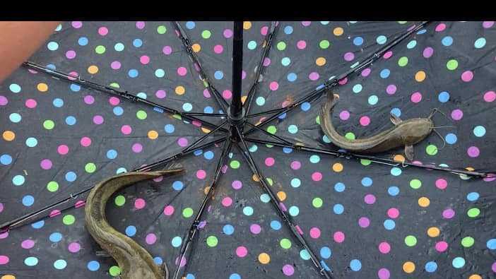 Florida Videos and Photos: Hurricane Debby leaves flooding in its wake