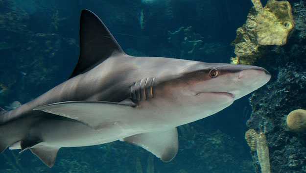New sharks arrive at Newport Aquarium