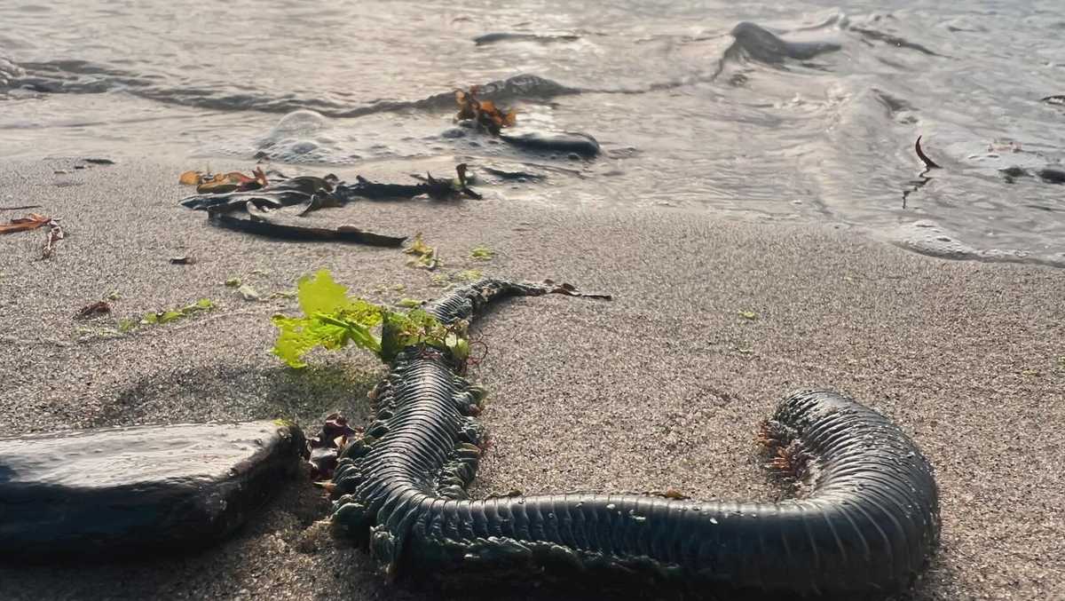 Sandworms are breeding on beaches in Maine