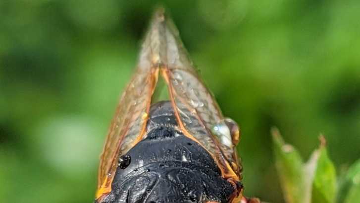 Photos: See the Brood X Cicadas emerging in Maryland