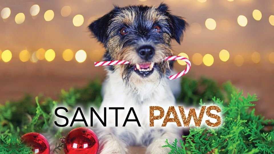 SANTA PAWS IS COMING TO TOWN: Get your pet’s picture taken with Santa ...