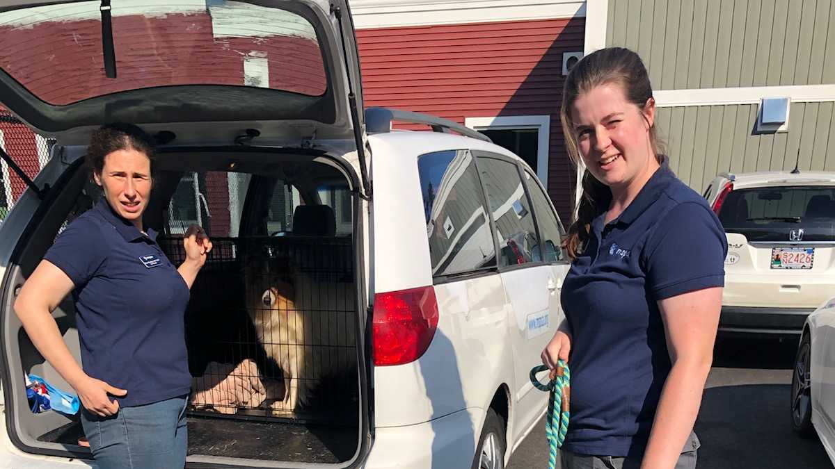 Collies rescued from Maine property need new homes!