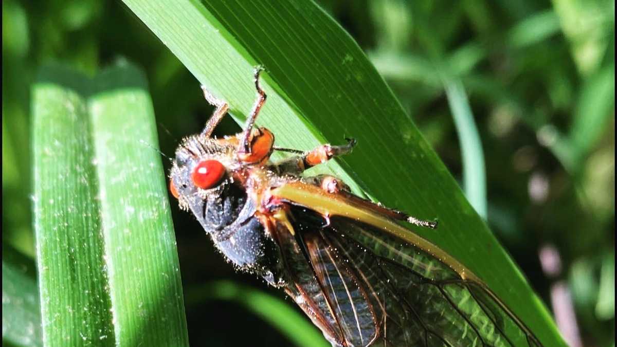 Photos: See the Brood X Cicadas emerging in Maryland