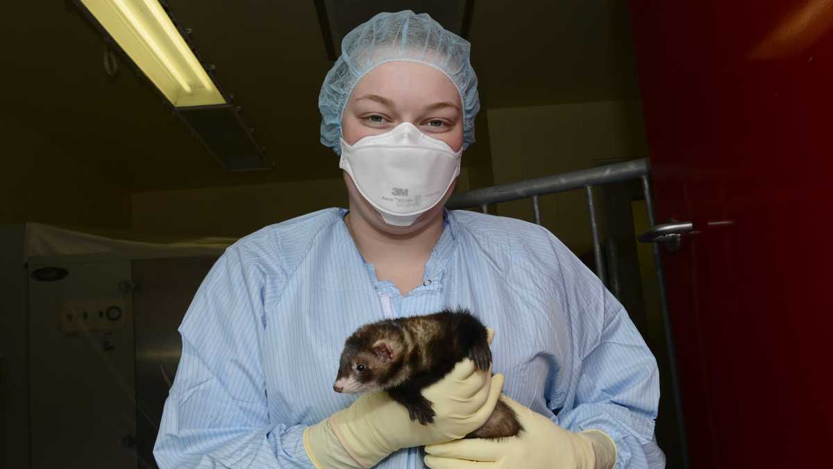 Monkeys, ferrets offer needed clues in COVID-19 vaccine race