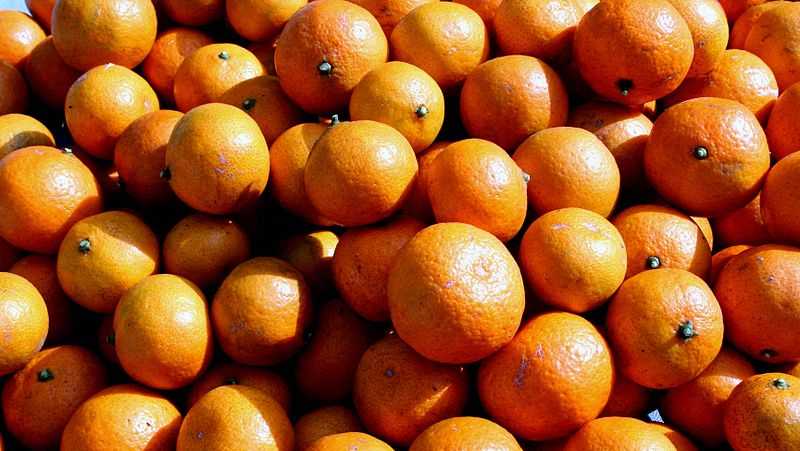 Satsuma varieties could help researchers study dangerous citrus disease