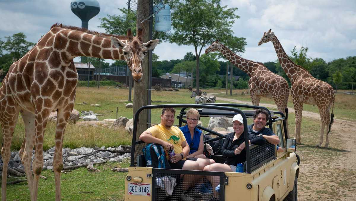 Get up-close with giraffes on a savanna tour at this Ohio zoo