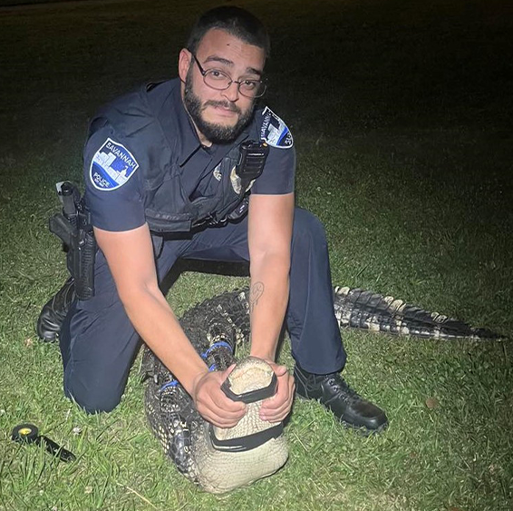 Savannah police help wrangle alligator spotted in neighborhood