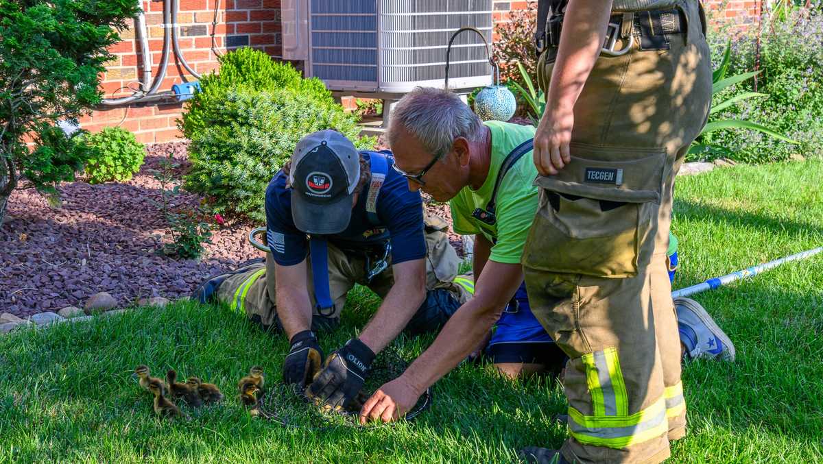 Pa. officials aid in rescue after ducklings fall down storm drain