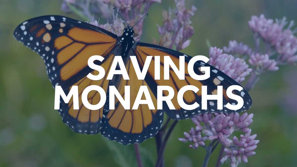 Maryland woman's life mission is to save the monarch butterfly