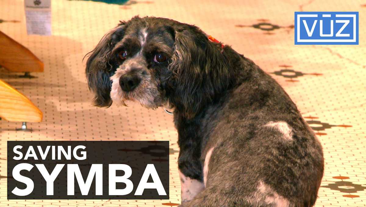 Symba is one of more than 400 rescue dogs to live in woman's home