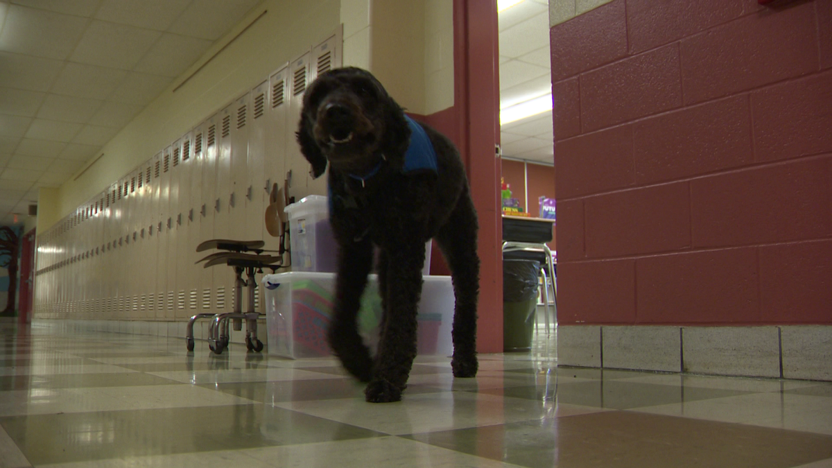 Northborough school's therapy dog helps students transition back to school