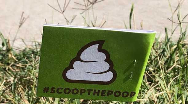 'Is this your turd?': City begins placing cleanup flags dog poop