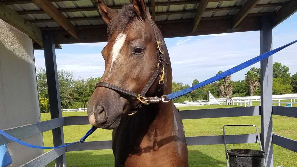 Pony brutally attacked, left for dead by intruder on Cape Cod farm