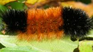 Wooly Worm Guide