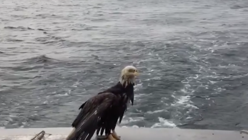 Maine lobstermen rescue one-eyed eagle near Acadia National Park