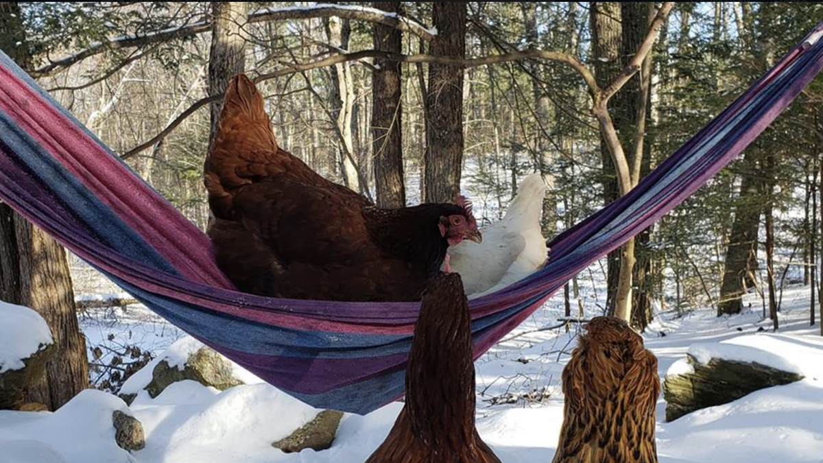 9 moments chickens made the cutest pets