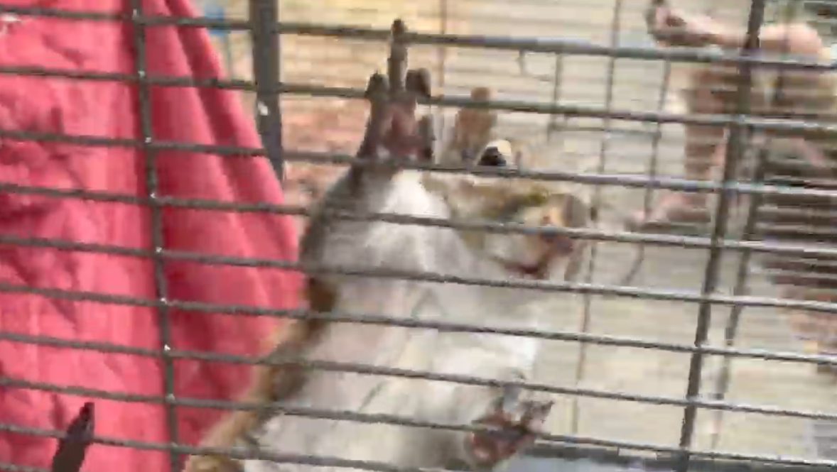 ‘Attack squirrel’ found during drug bust kept in cage, reportedly fed meth