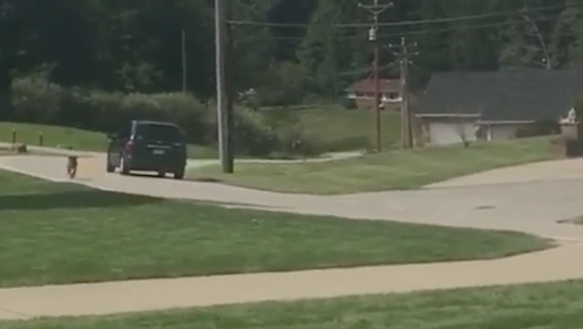 Heartbreaking video: Dog chases after van after being abandoned on side ...