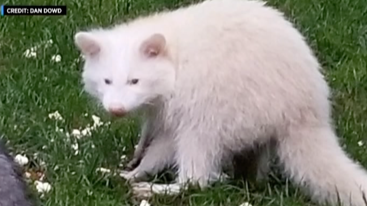 Wild video: Man spots rare albino raccoon roaming his backyard