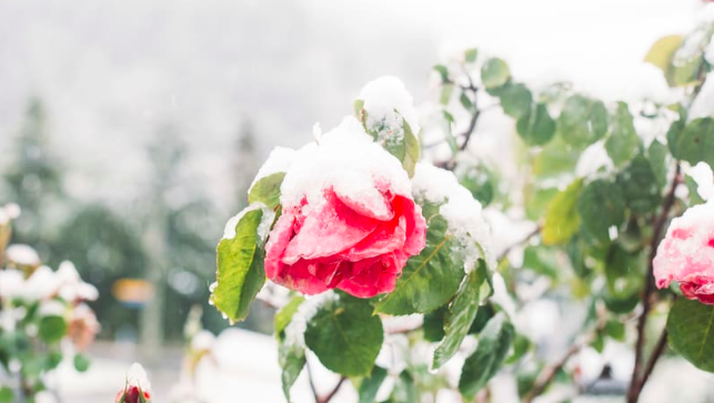 Belski's Blog - Snow maps in May?