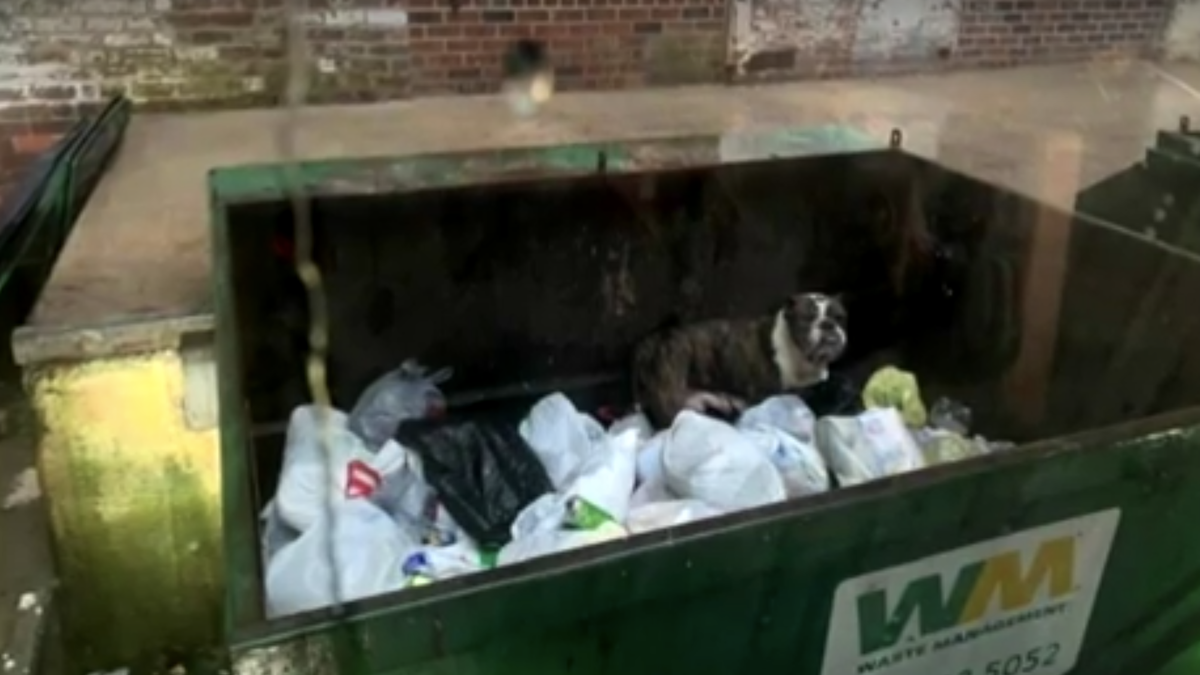 'I think somebody threw her in there': Garbage man saves dog he found ...
