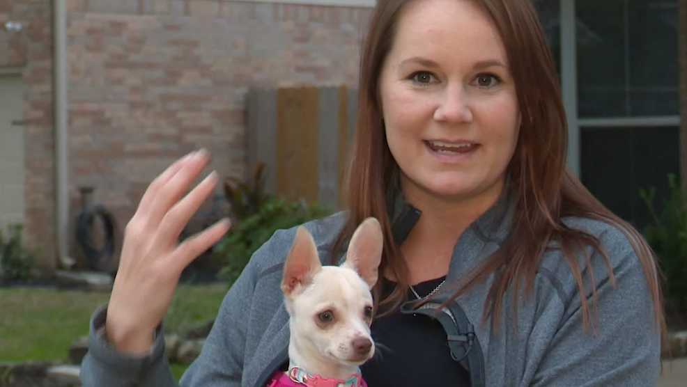 WATCH: Video shows the moment a hawk tried to swoop in and grab chihuahua