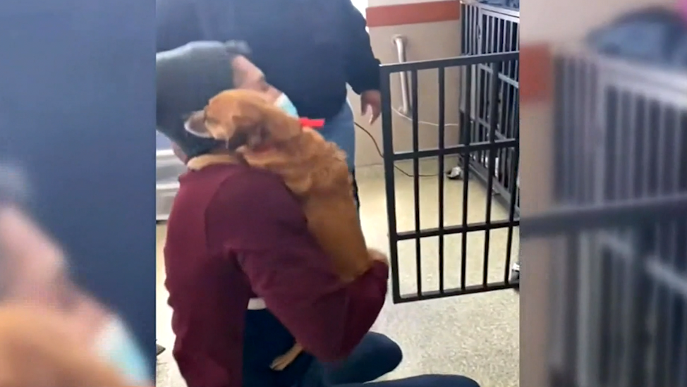 WATCH: Man reunited with dog that was in his car when it was stolen