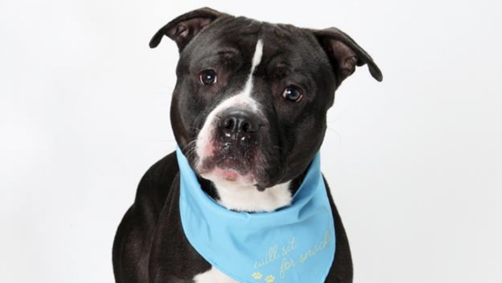 Meet the Nebraska Humane Society's pet of the week