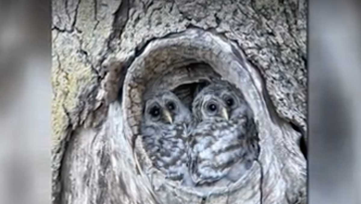 VIDEO: Man rescues owlet stuck in tree