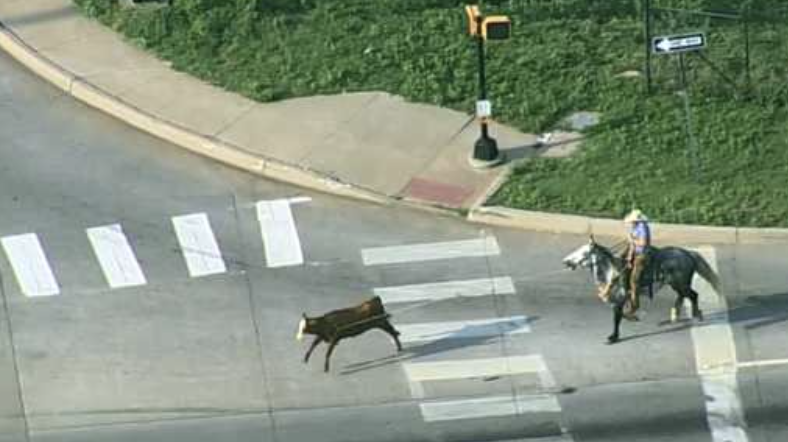 VIDEO: Cowboy wrangles loose cow on busy Oklahoma highway