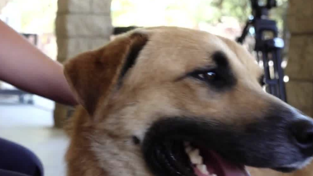 Watch: Gorilla chases dog at zoo in California