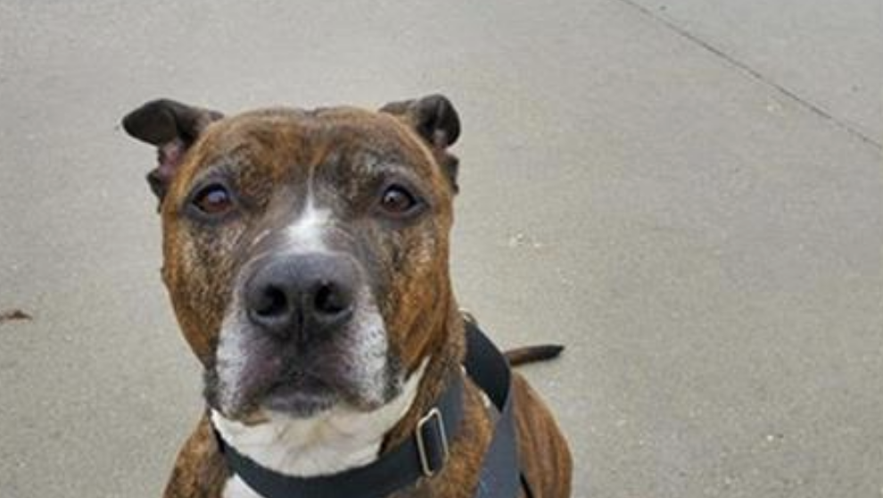 Meet the Nebraska Humane Society's pet of the week