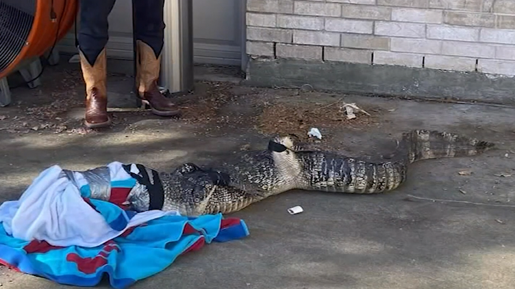 Man uses inspiration from Steve Irwin, jiujitsu techniques to wrangle ...