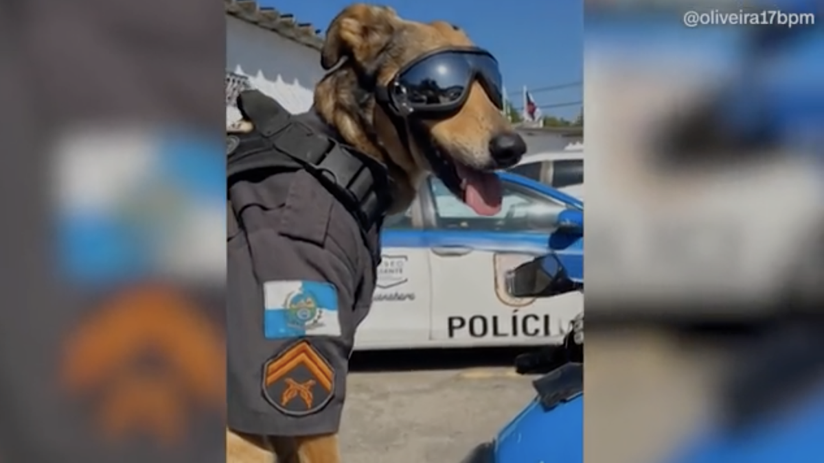 Rescue dog goes viral as a lovable law enforcement mascot