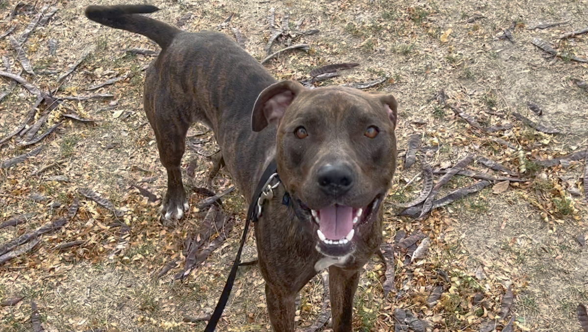 Meet the Nebraska Humane Society's pet of the week