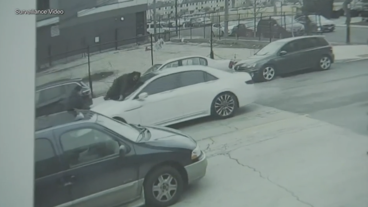 Video Suspected Car Thief Clings To Hood Of Moving Getaway Car