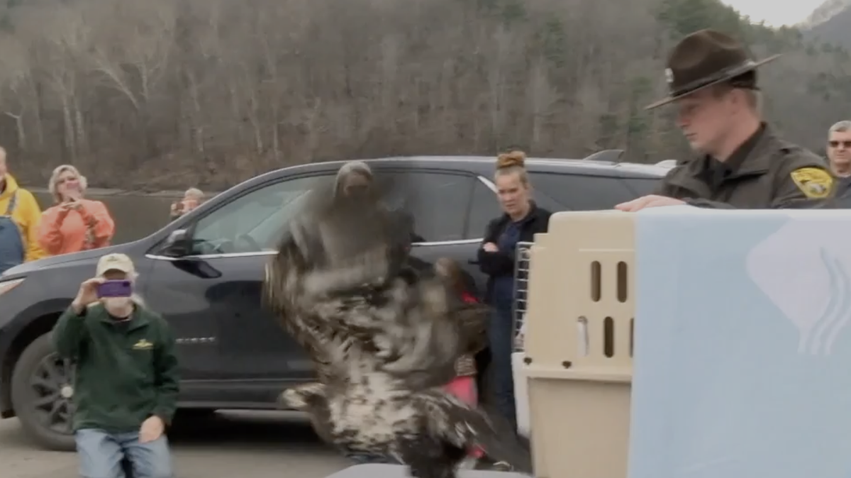 WATCH: Injured bald eagle returns to the wild