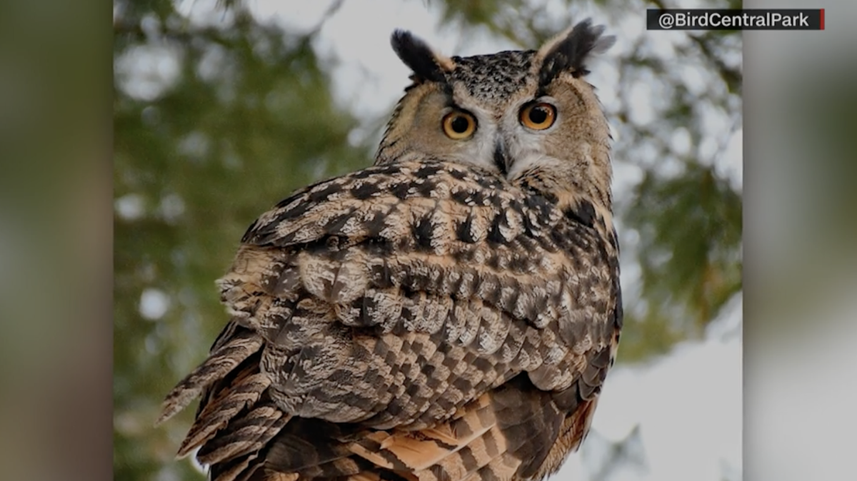 Escaped owl becomes NYC celebrity