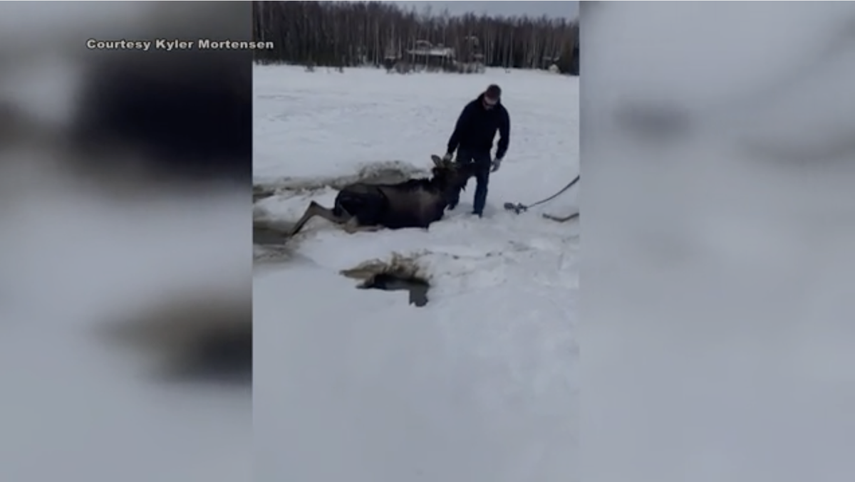 Watch: Group of friends rescue moose that fell into frozen lake