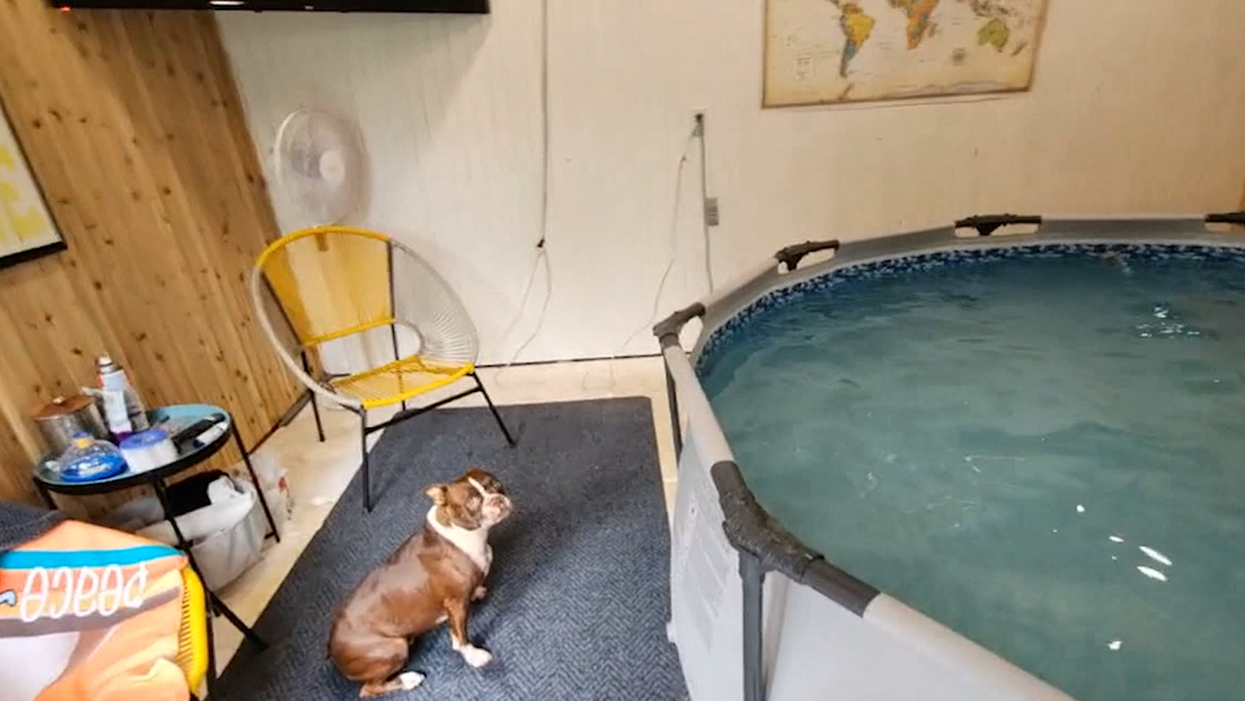 Meet Thor, a Boston Terrier who swims year round in his indoor pool