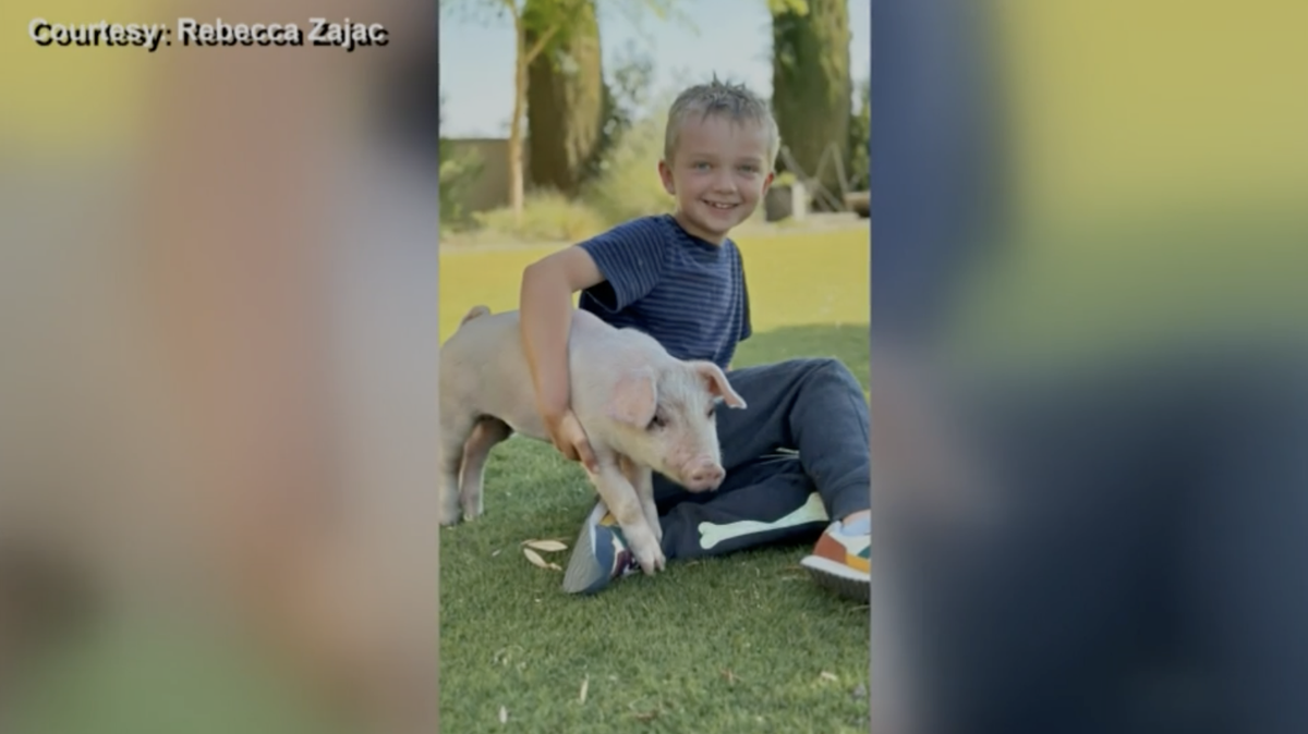 Piglet rescued after falling off truck, tumbling onto highway