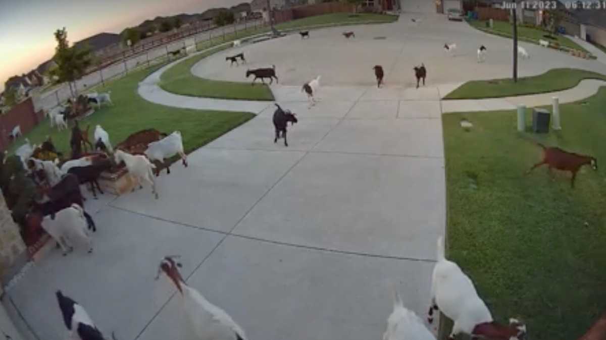 Goats take over Texas neighborhood while grazing