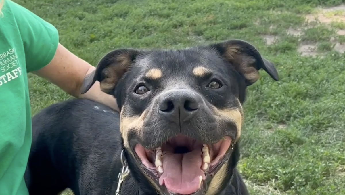 Meet the Nebraska Humane Society's pet of the week