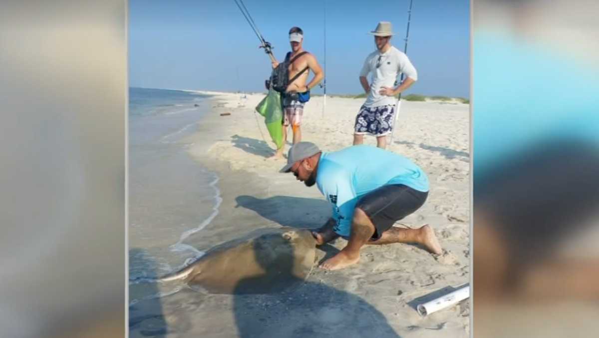 Whoa! Fishermen catch 100-pound stingray