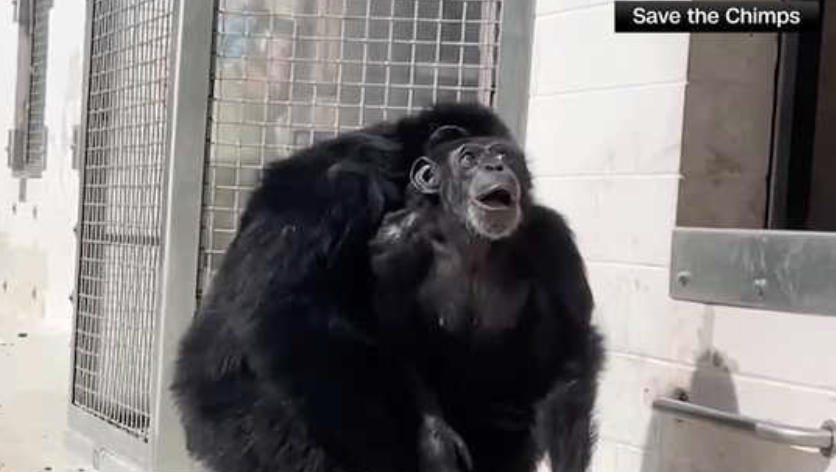 Vanilla the chimpanzee sees sky for first time