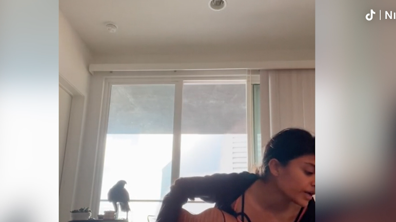 Caught on camera: Woman scared when hawk creeps up on her in her home