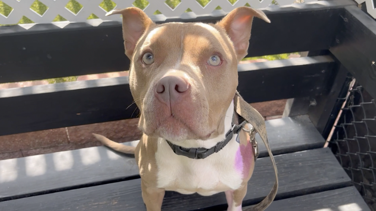 Meet the Nebraska Humane Society's pet of the week