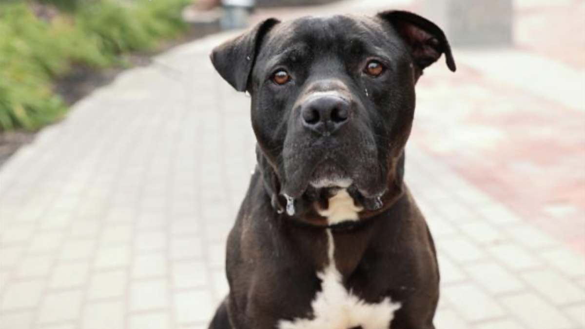 Meet the Nebraska Humane Society's pet of the week